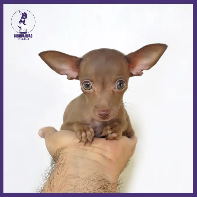 Chihuahua Cabeza de Venado【Guía 2025】🏅